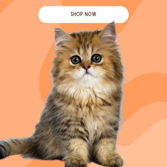 ACKRO - Cats Products