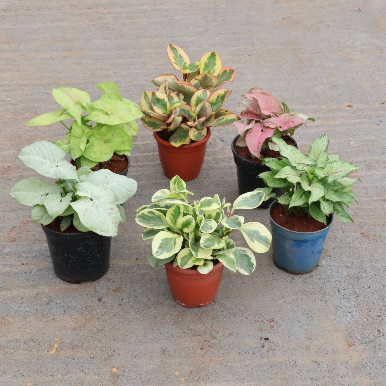 Top 5 Easiest To Grow Plants Pasumai Thottakalai